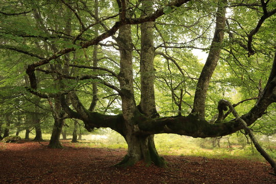 1,216 件の最適な Hayas 画像、ストック写真、ベクター | Adobe Stock
