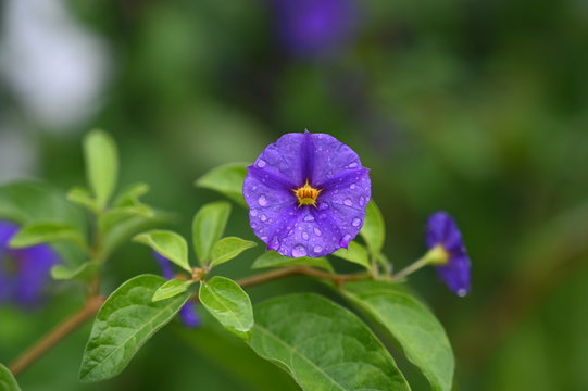 「Solanium」の写真素材 | 29件の無料イラスト画像 | Adobe Stock