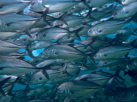 รูปภาพUlua – เลือกดูภาพถ่ายสต็อก เวกเตอร์ และวิดีโอ349 | Adobe Stock