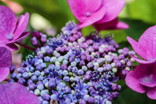 Lilla Bilder – Durchsuchen 5,892 Archivfotos, Vektorgrafiken und Videos ...