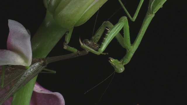 รูปภาพMantis – เลือกดูภาพถ่ายสต็อก เวกเตอร์ และวิดีโอ60,819 | Adobe Stock