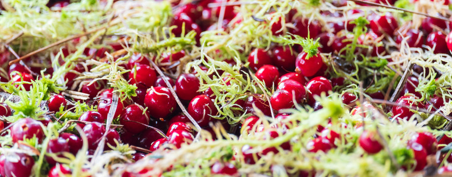 Moosbeeren Bilder – Durchsuchen 232,349 Archivfotos, Vektorgrafiken und ...