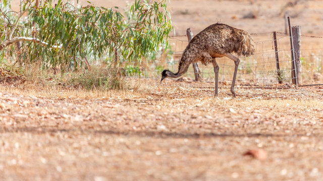 "Emu Bird" Images – Browse 158 Stock Photos, Vectors, and Video | Adobe ...