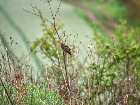 Podlot Images – Browse 83 Stock Photos, Vectors, and Video | Adobe Stock