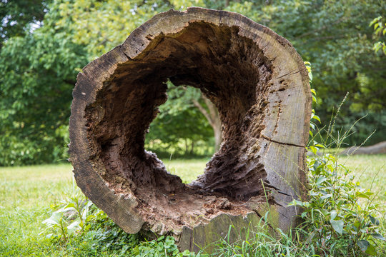 Fallen Hollow Log