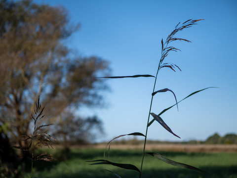 Single Blade Of Grass