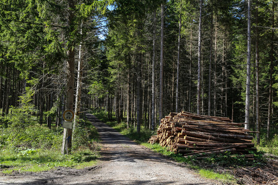 13,980 BEST Forest Road Side View IMAGES, STOCK PHOTOS & VECTORS ...