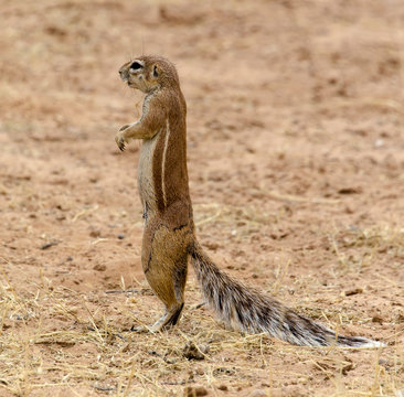 Xerus Images – Parcourir 1,407 le catalogue de photos, vecteurs et ...