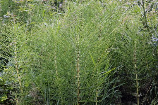 รูปภาพArthrophyta – เลือกดูภาพถ่ายสต็อก เวกเตอร์ และวิดีโอ454 | Adobe Stock