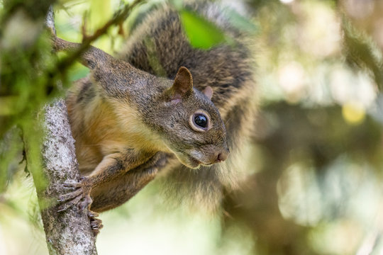 Esquilo - Images et vidéos libres de droits | Adobe Stock