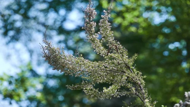 Arborea Images – Browse 6,364 Stock Photos, Vectors, and Video | Adobe ...