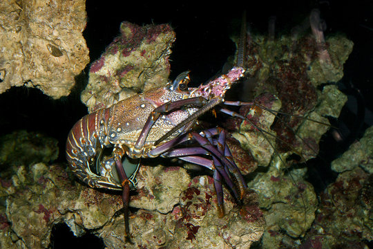 รูปภาพPanu – เลือกดูภาพถ่ายสต็อก เวกเตอร์ และวิดีโอ176 | Adobe Stock