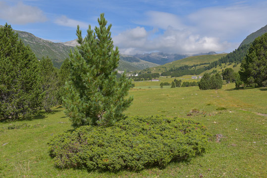 Cembro Images – Browse 34 Stock Photos, Vectors, and Video | Adobe Stock