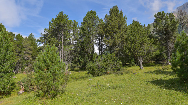 Cembro Images – Browse 34 Stock Photos, Vectors, and Video | Adobe Stock