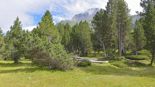 Cembro Images – Browse 34 Stock Photos, Vectors, and Video | Adobe Stock