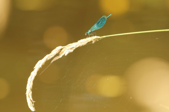 Strohalm Bilder – Durchsuchen 501 Archivfotos, Vektorgrafiken und ...