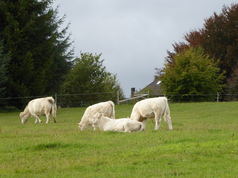 รูปภาพBullen – เลือกดูภาพถ่ายสต็อก เวกเตอร์ และวิดีโอ883 | Adobe Stock