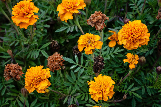 "Marigold Background" Images – Browse 286 Stock Photos, Vectors, and ...