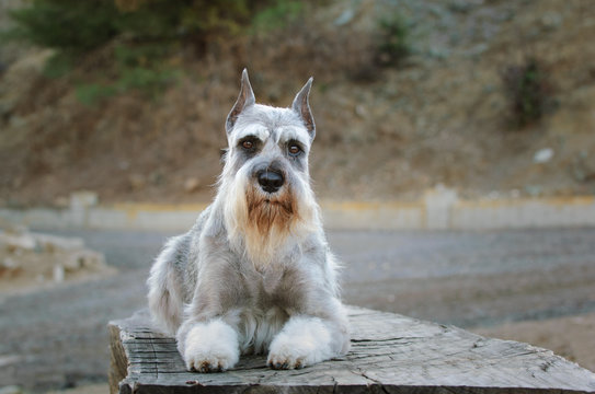 Mittelschnauzer bilder – Bläddra bland 1,097 stockfoton, vektorer och ...