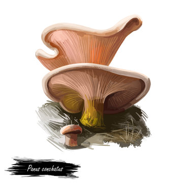 รูปภาพPanu – เลือกดูภาพถ่ายสต็อก เวกเตอร์ และวิดีโอ130 | Adobe Stock