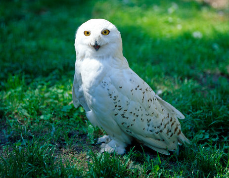 รูปภาพEulen – เลือกดูภาพถ่ายสต็อก เวกเตอร์ และวิดีโอ1,730 | Adobe Stock