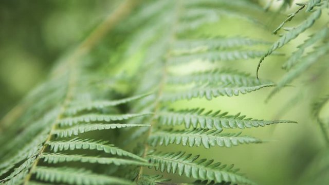 "Baby Fern" Images – Browse 151 Stock Photos, Vectors, and Video ...