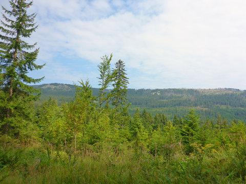 Zwer Bilder – Durchsuchen 54 Archivfotos, Vektorgrafiken und Videos ...