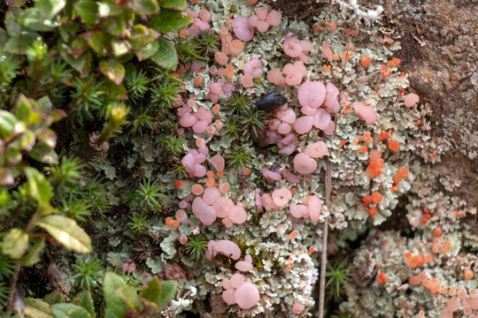 Fen bilder – Bläddra bland 10,962 stockfoton, vektorer och videor ...