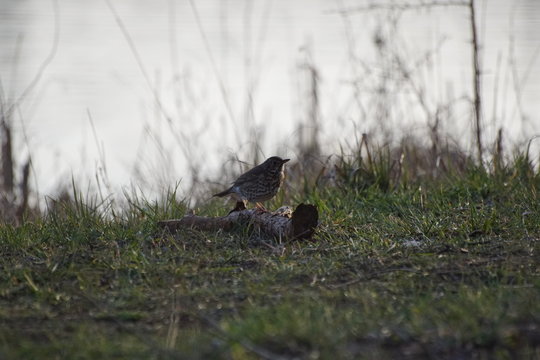 Imágenes de Drozd: descubre bancos de fotos, ilustraciones, vectores y ...