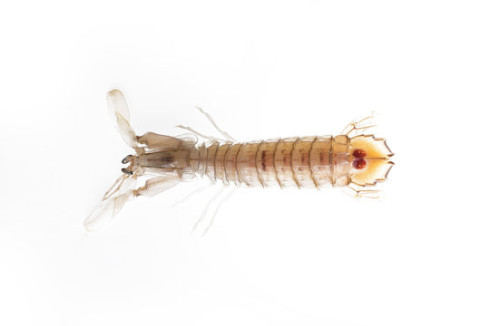 "Squilla Mantis" Images – Browse 197 Stock Photos, Vectors, and Video ...