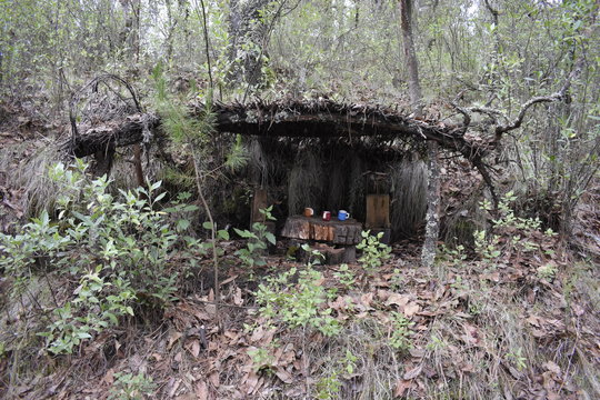 Imágenes de Ramaje: descubre bancos de fotos, ilustraciones, vectores y ...