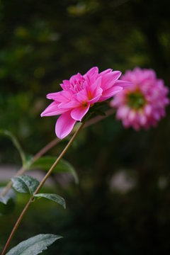 Onesta Images – Browse 43 Stock Photos, Vectors, and Video | Adobe Stock