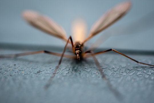 Schnacke Bilder – Durchsuchen 6,409 Archivfotos, Vektorgrafiken und ...