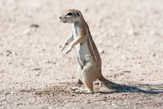 รูปภาพXerus – เลือกดูภาพถ่ายสต็อก เวกเตอร์ และวิดีโอ1,752 | Adobe Stock
