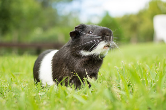 Cobayo Images – Browse 24 Stock Photos, Vectors, and Video | Adobe Stock