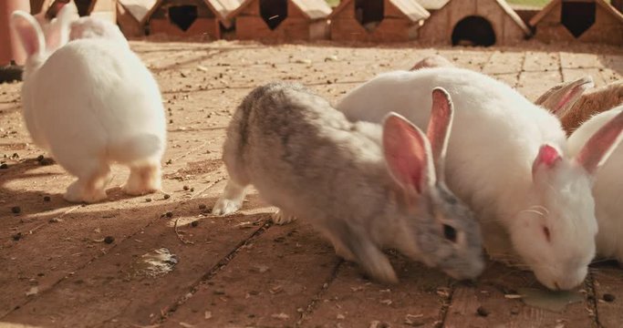 Rabbitry Images – Browse 64 Stock Photos, Vectors, and Video | Adobe Stock