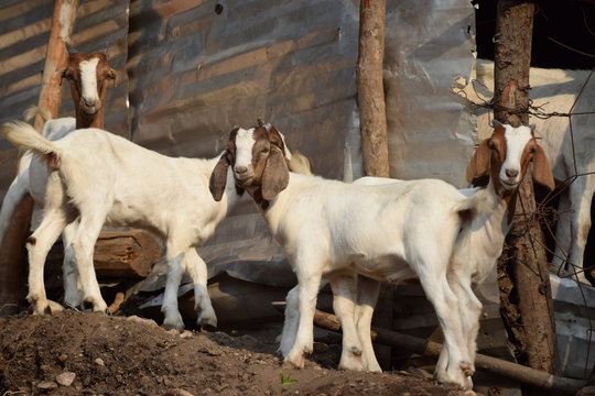 Chivos Images – Browse 206 Stock Photos, Vectors, and Video | Adobe Stock