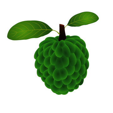 Custard Apple Tree Clipart