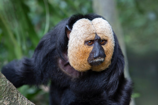 รูปภาพBroad-Nosed – เลือกดูภาพถ่ายสต็อก เวกเตอร์ และวิดีโอ468 | Adobe Stock