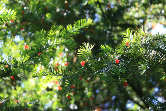 Eiben Bilder – Durchsuchen 9,871 Archivfotos, Vektorgrafiken und Videos ...