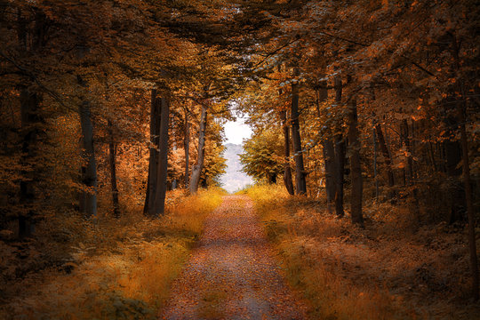 Free Forest Images – Browse 58,246 Free Stock Photos, Vectors, and ...