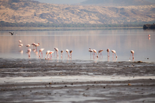 Flamigo Images – Browse 94 Stock Photos, Vectors, and Video | Adobe Stock