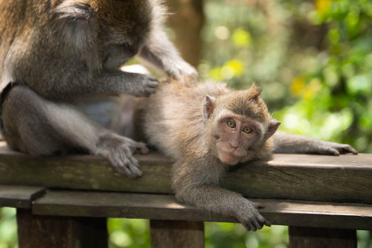 Two Cute Monkeys