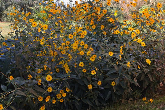 รูปภาพBlumenstrauch – เลือกดูภาพถ่ายสต็อก เวกเตอร์ และวิดีโอ183 | Adobe ...