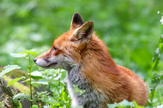 รูปภาพFuchs – เลือกดูภาพถ่ายสต็อก เวกเตอร์ และวิดีโอ17,381 | Adobe Stock