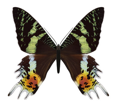 รูปภาพUraniidae – เลือกดูภาพถ่ายสต็อก เวกเตอร์ และวิดีโอ112 | Adobe Stock