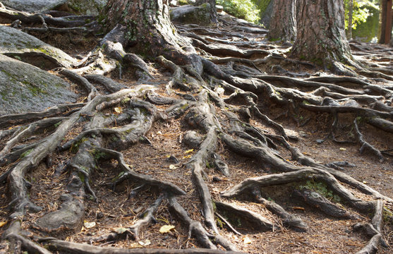 "Ancient Tree" Gambar – Telusuri 34 Foto, Vektor, dan Video Stok ...