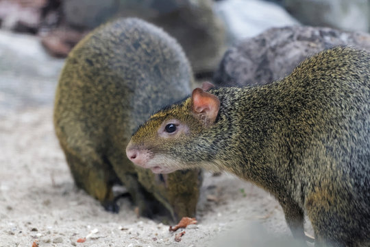 Sereque Bilder – Durchsuchen 1,709 Archivfotos, Vektorgrafiken und ...