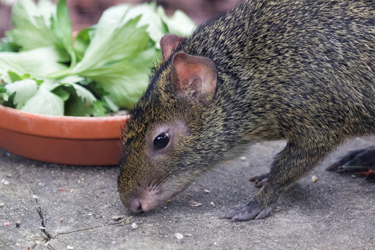 Imágenes de Sereque: descubre bancos de fotos, ilustraciones, vectores ...