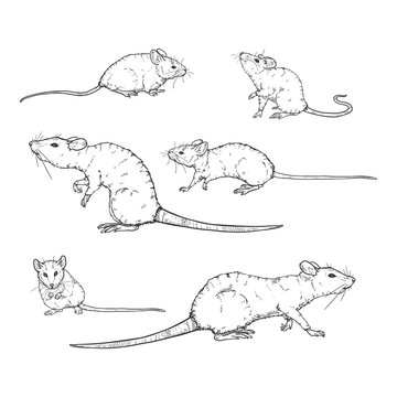 Lab Mouse Drawing